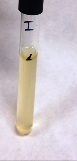 Docencia Microbiología UMHProducción de indol - Prácticas Microbiología UMH