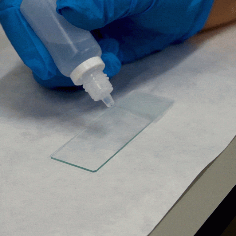 Docencia Microbiología UMHCatalasa - Prácticas Microbiología UMH
