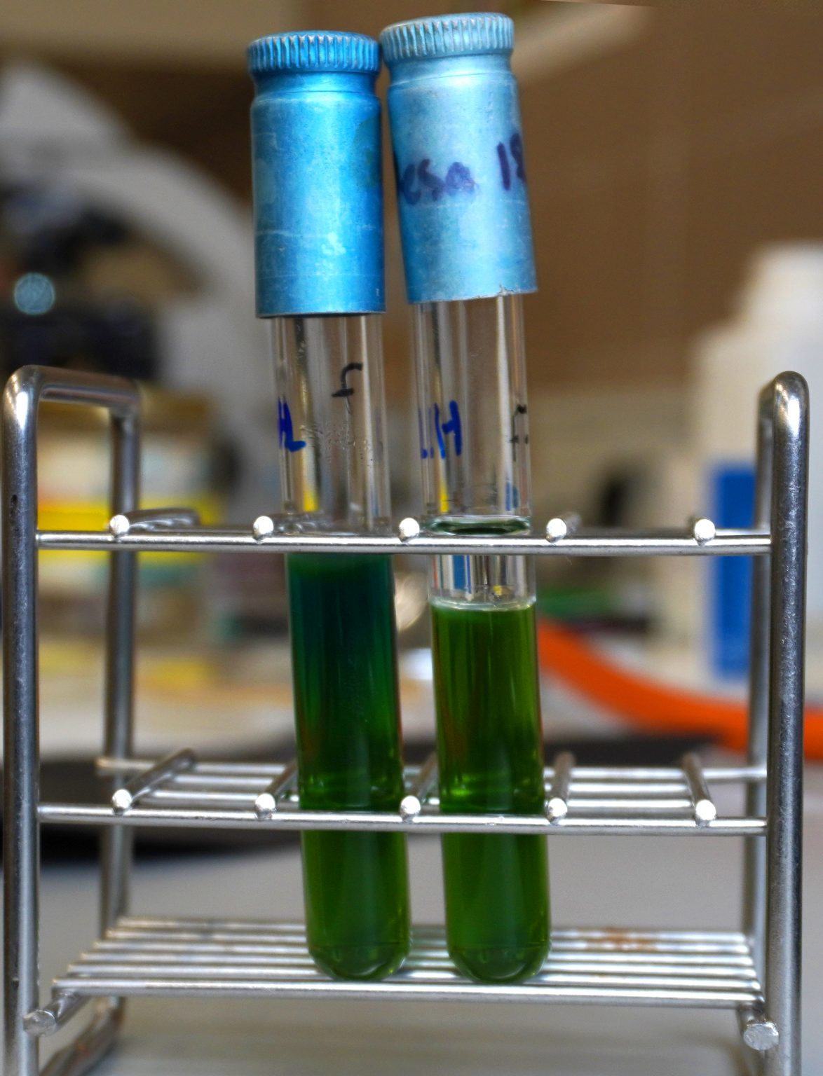 Microbiology Teaching UMHO/F glucose test (oxidation-fermentation ...